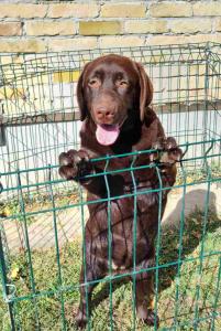 LABRADOR RETRIVERI COKOLADNI