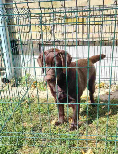 LABRADOR RETRIVERI cokoladni