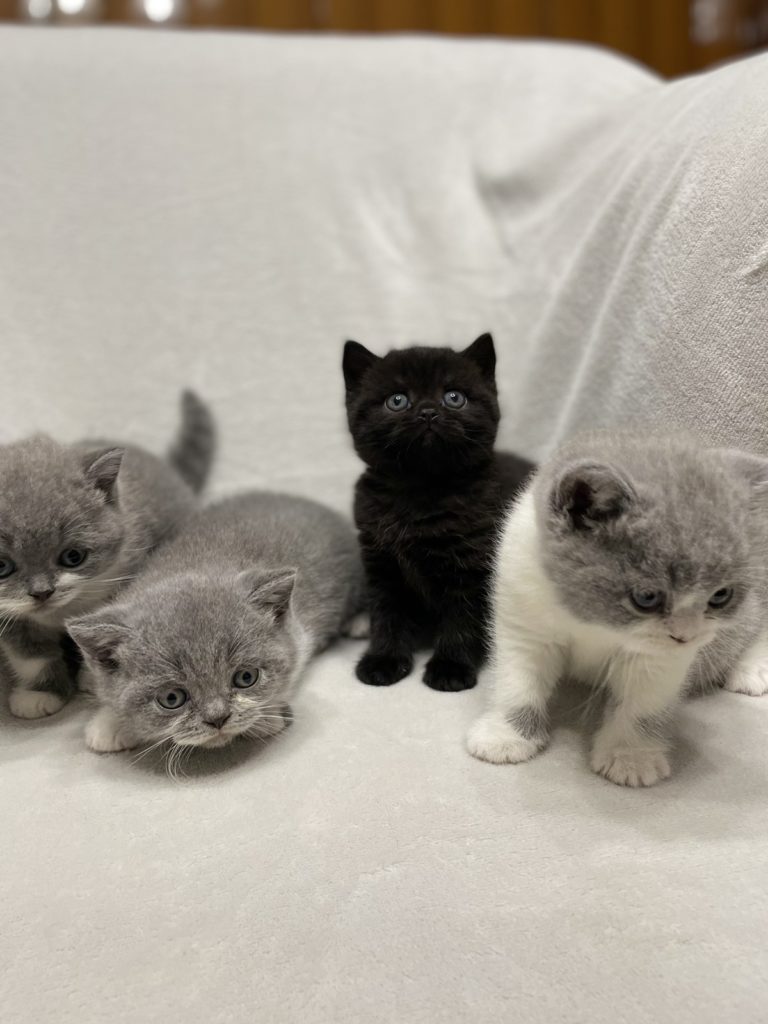 Britanska kratkodlaka mačka / British shorthair