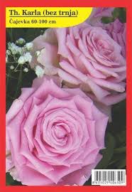 Ruža čajevka roza bez trna