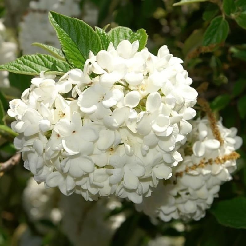 Viburnum Eskimo na stablu