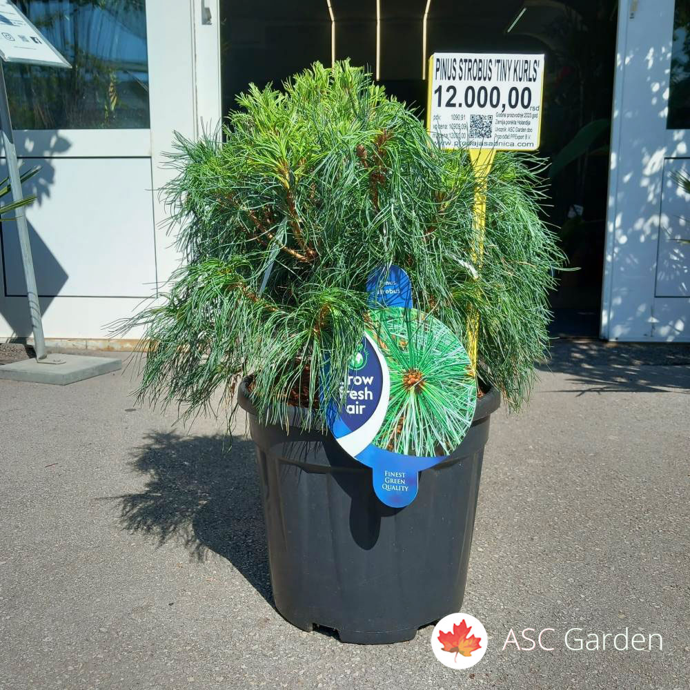 Pinus strobus ‘Tiny Curls’ 70 cm