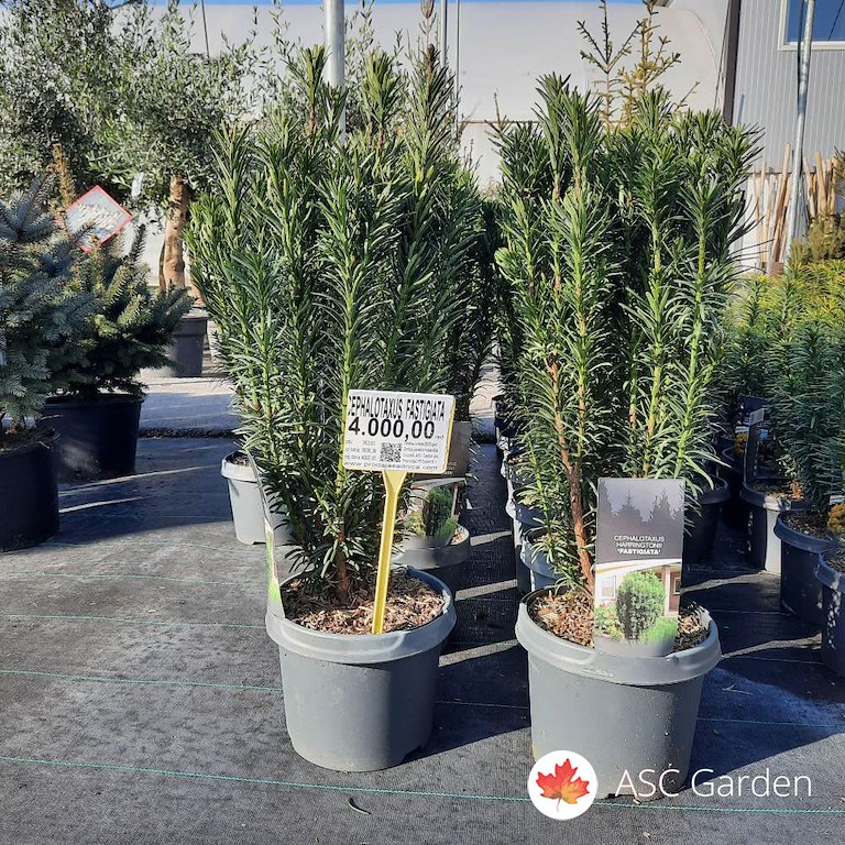 Cephalotaxus harring. fastigiata 55 cm