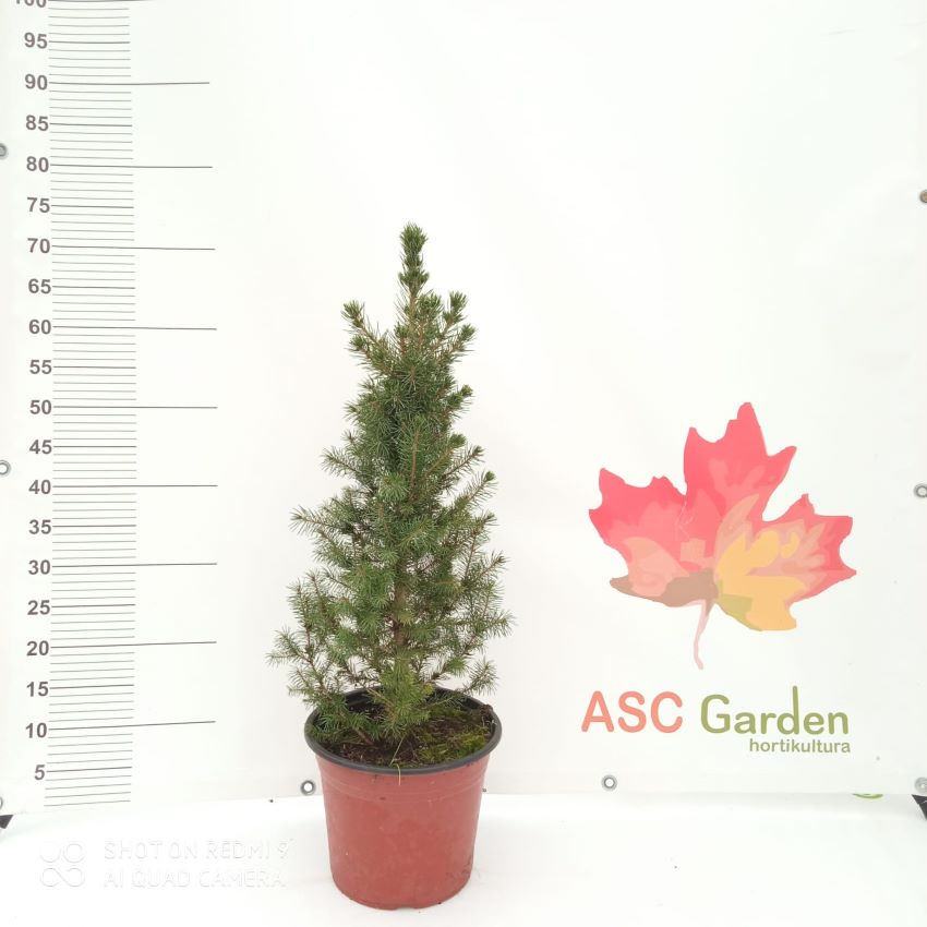 Patuljasta smrča – Picea glauca perfecta 45 cm