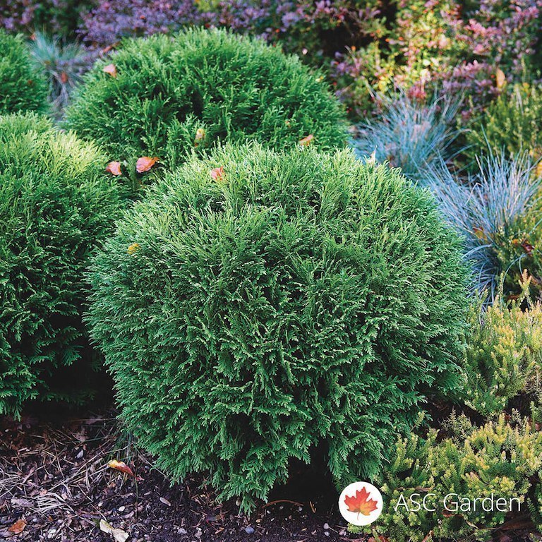 Thuja occidentalis Tiny Tim 20-25cm