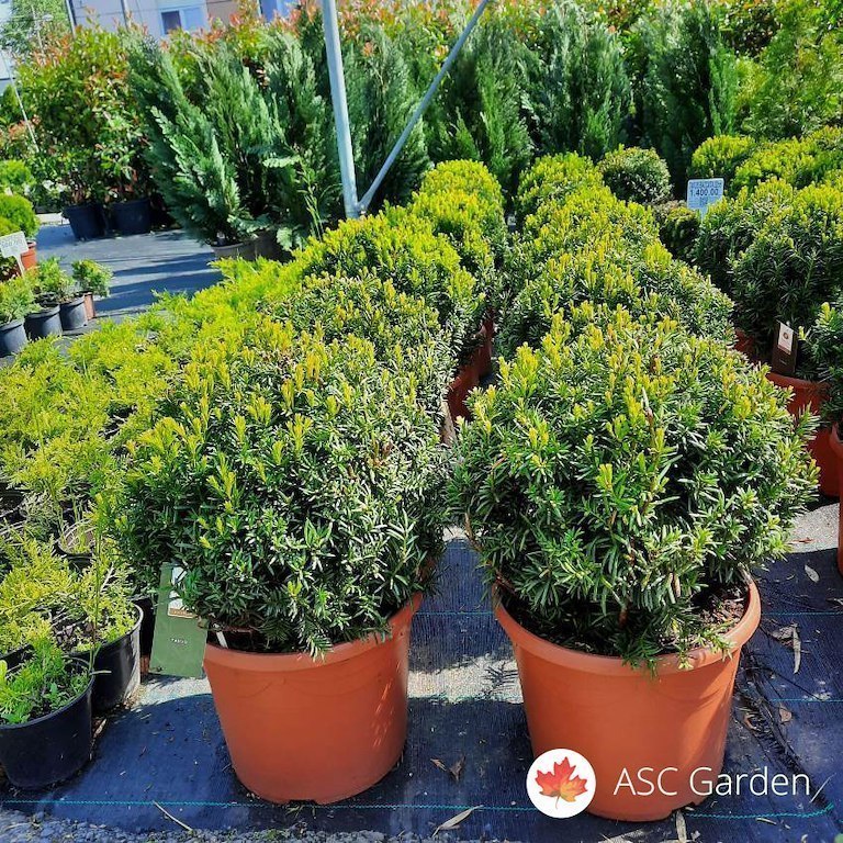 Taxus baccata – Okrugla tisa 60 cm