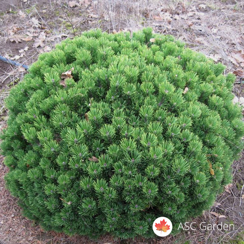 Patuljasti bor Pinus mugo (mughus) 25 cm