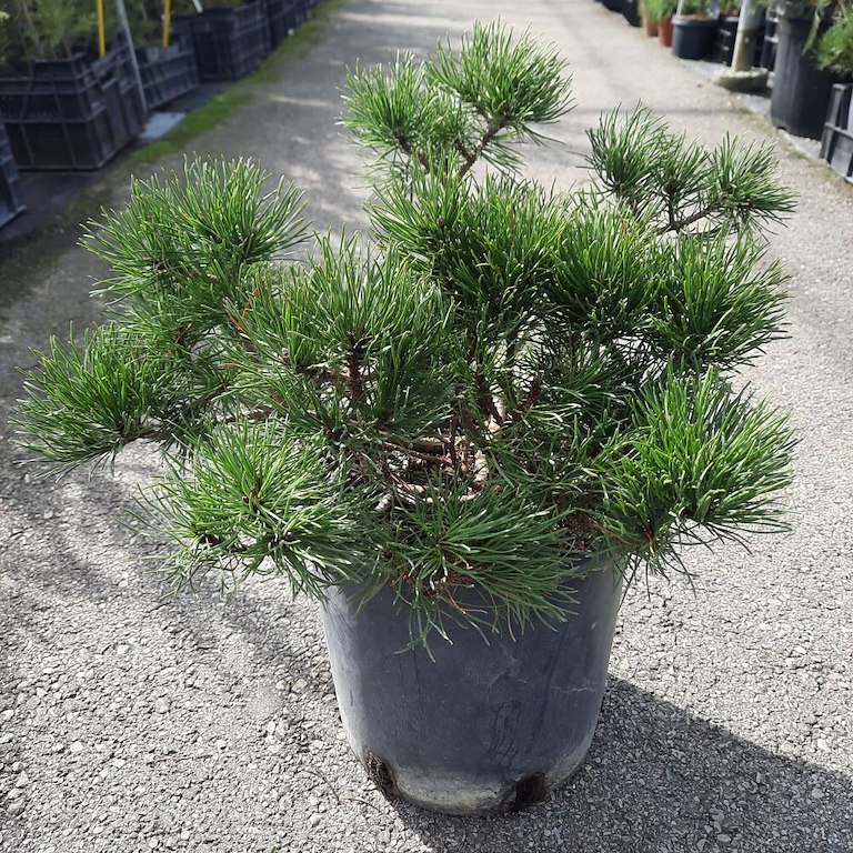 Patuljasti bor Pinus mugo (mughus) 25 cm