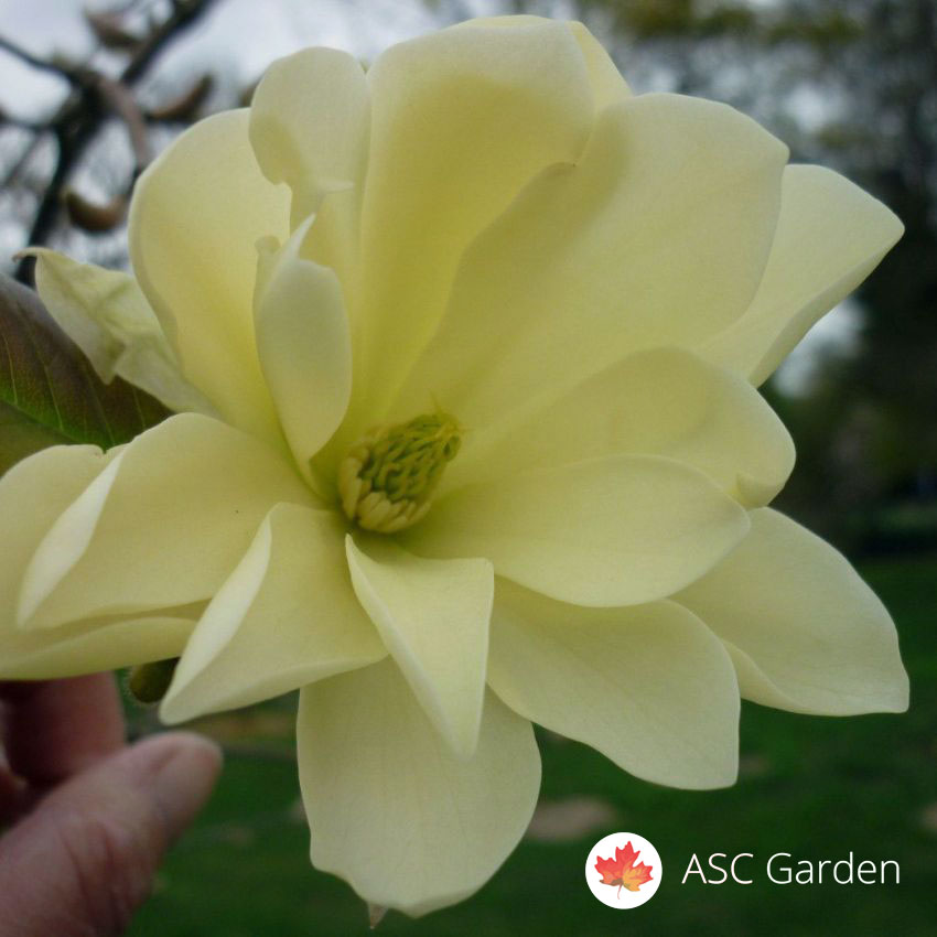 Magnolia Yellow lantern – Žuta magnolija 130 cm