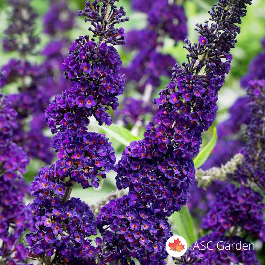 Buddleja davidii – Letnji jorgovan