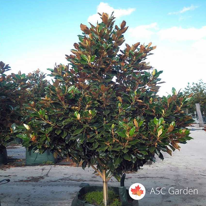 Zimzelena magnolija – Magnolia grandiflora na štapu 4,3m