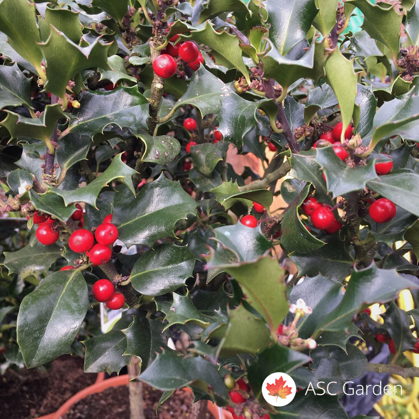 Ilex na štapu 210 cm