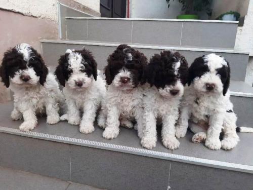 Lagotto Romagnolo, muški štenci