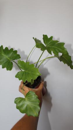 Philodendron Selloum