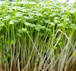 Seme mikrobilje Brokoli(organsko)-Berba 8-12 dana..