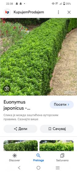 Eunomus japanicum