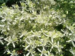 Clematis vitalba