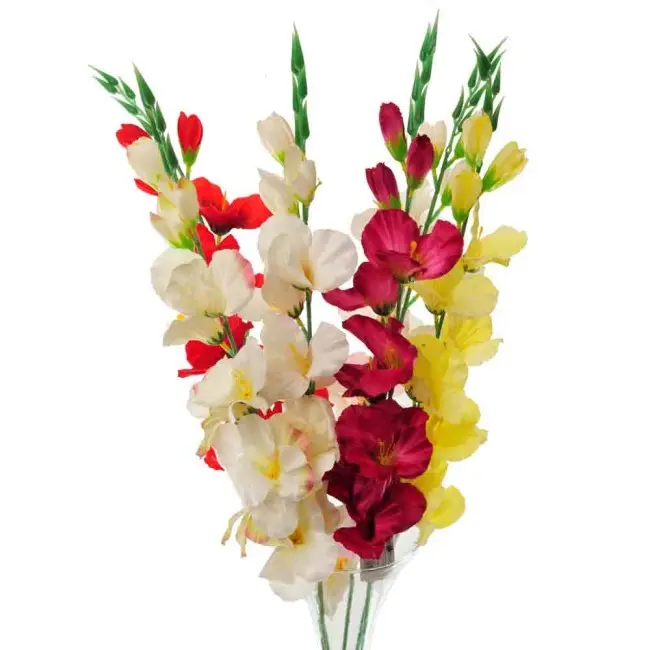 KOMADNA GLADIOLA MIX h-80cm