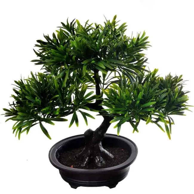 Vestacki bonsai h - 26cm sirina - 26cm