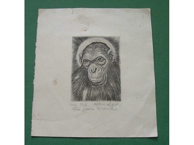 Šimpanza, minijatura, bakrorez, Arthur Loosli