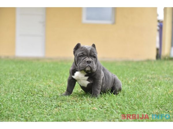 American bully egzotic