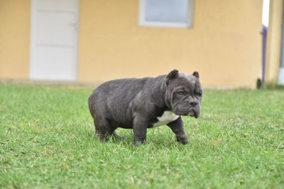 American bully egzotic