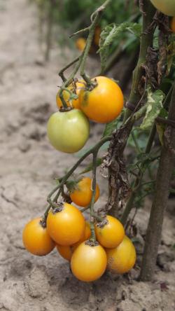 Yellow Romus, seme paradajza
