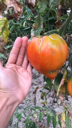 Kosovsko volovsko srce, seme paradajza