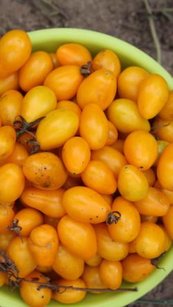 Yellow Pear Cherry, seme paradajza