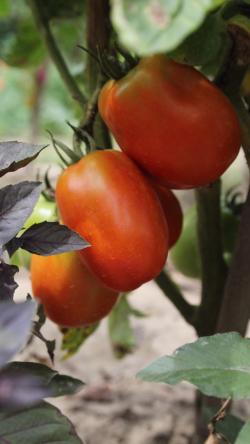 Heinz 1370, seme paradajza