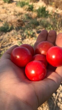 Cherry Belle, seme paradajza