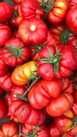 Costoluto Fiorentino, seme paradajza