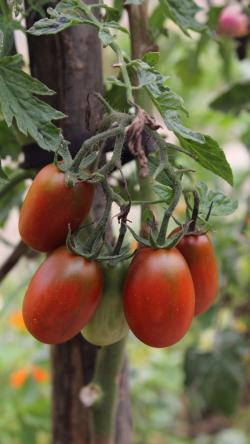 Black Plum, seme paradajza Crna Šljiva