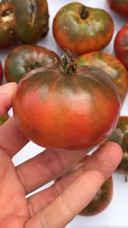 Black Krim, seme paradajza