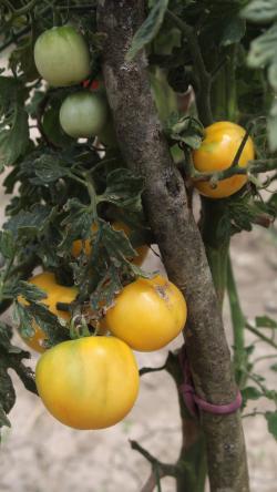 Garden Peach - Baštenska breskva- seme paradajza