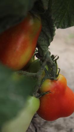 Zomok Uno, seme paradajza