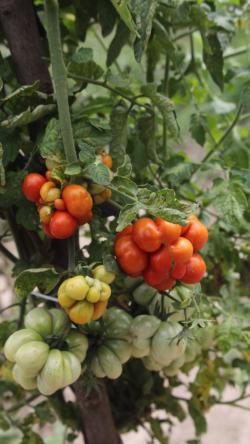 Reisetomate - Putnički - Seme paradajza