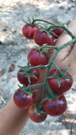 Blue Boar Berries (Blueberry) seme paradajza