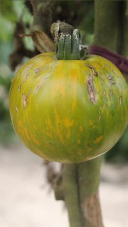 Green Zebra, seme paradajza