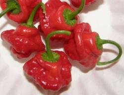 Jamaican Hot Chilli (seme) Čili paprika