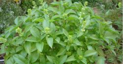 Bosiljak Ocimum basilicum L-Mirisna,lekovita,aromanticna biljka.