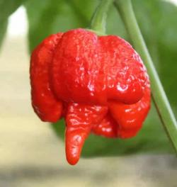 Trinidad moruga scorpion hot chilli (seme) cili paprika