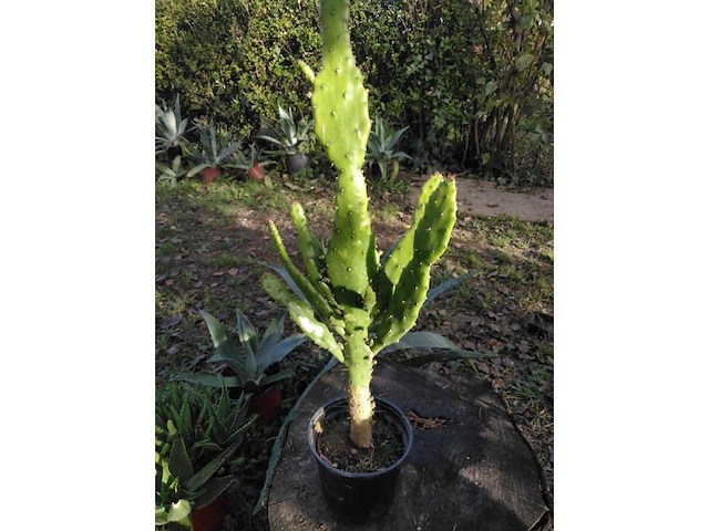 Opuntia monacantha var. variegata cv. Maverick variegat