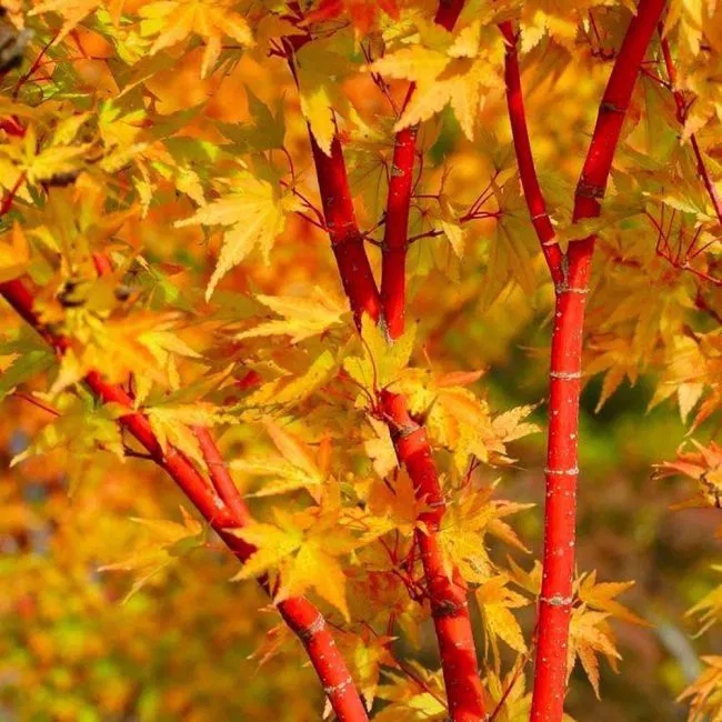 Acer palmatum 'Sango-Kaku' • C4 L • 50/60 cm