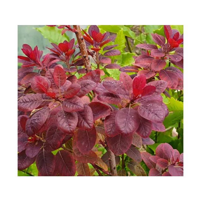 Cotinus coggyria 'Royal purple' • C 4 L • 50/60 cm