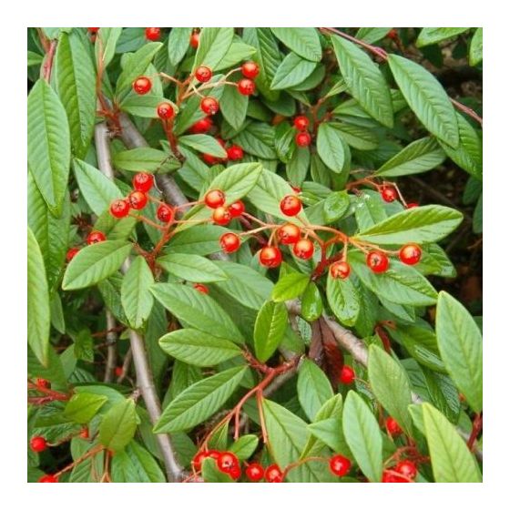 Cotoneaster hibrid 'Bella'