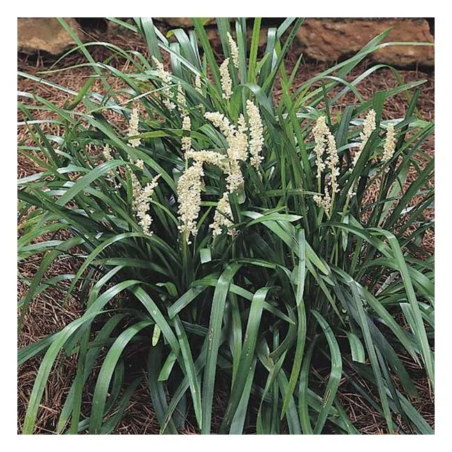 Liriope muscari ' Monroe White' • P 9 •