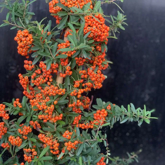 Pyracantha coccinea 'Navaho' • C 10 l • 80/100 cm- kupa