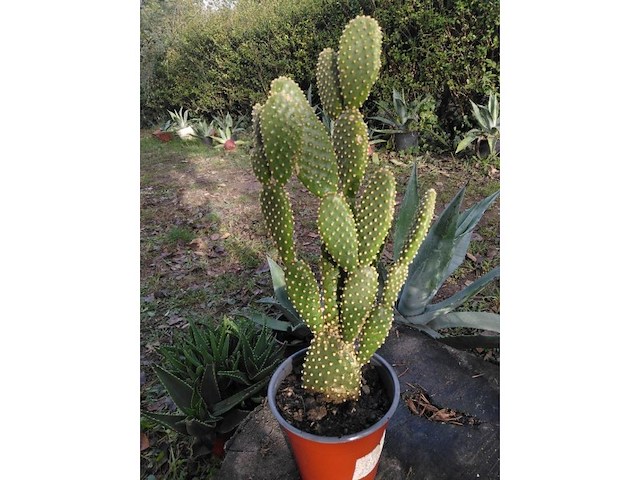 Opuntia rufida ili Opuntia microdasys subsp. rufida