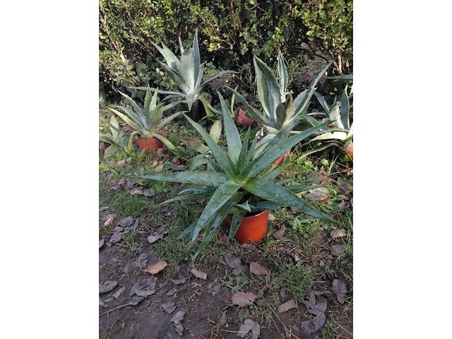 Aloe vera - Aloe Barbadensis Miller- Medicinska Aloa